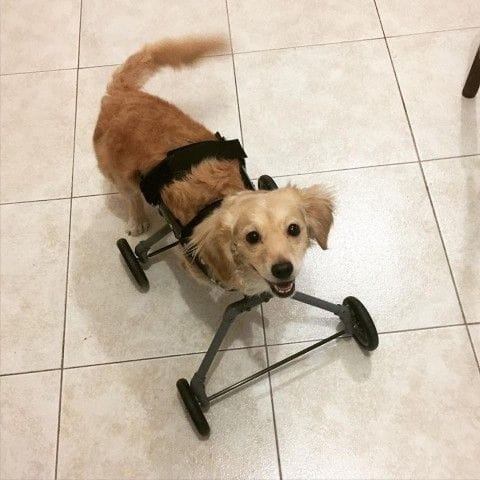 Almendra disfruta sobre ruedas de su nueva vida | Tiempo Libre