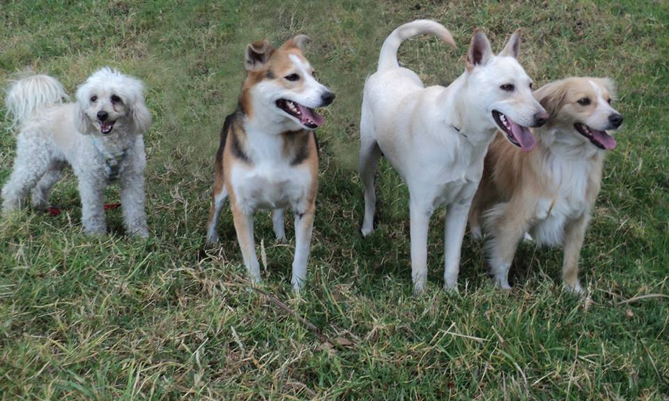 Qué hacer para lograr una excelente convivencia con varios perros