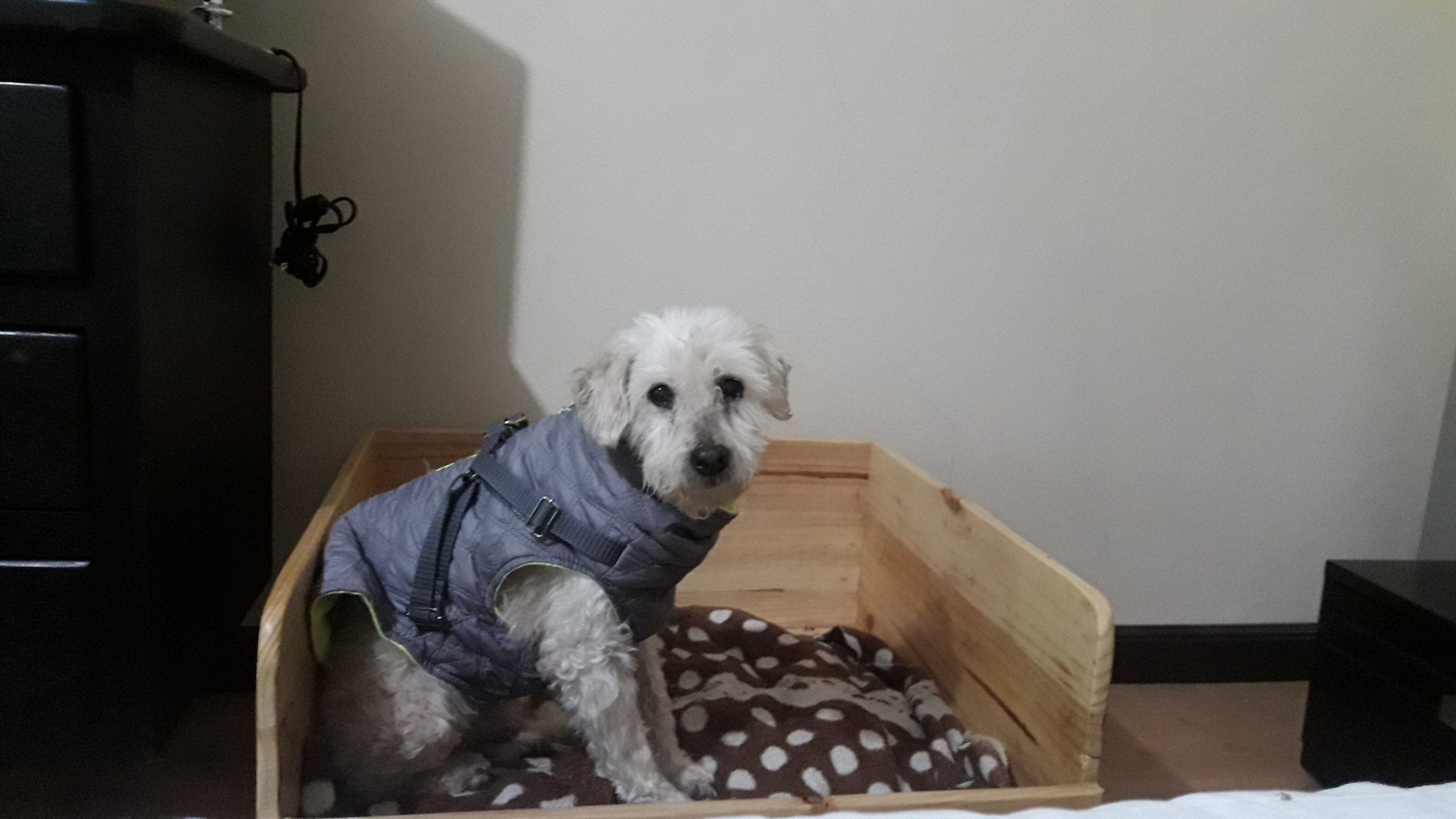 Chester mi perro anciano, una historia de amor sin final