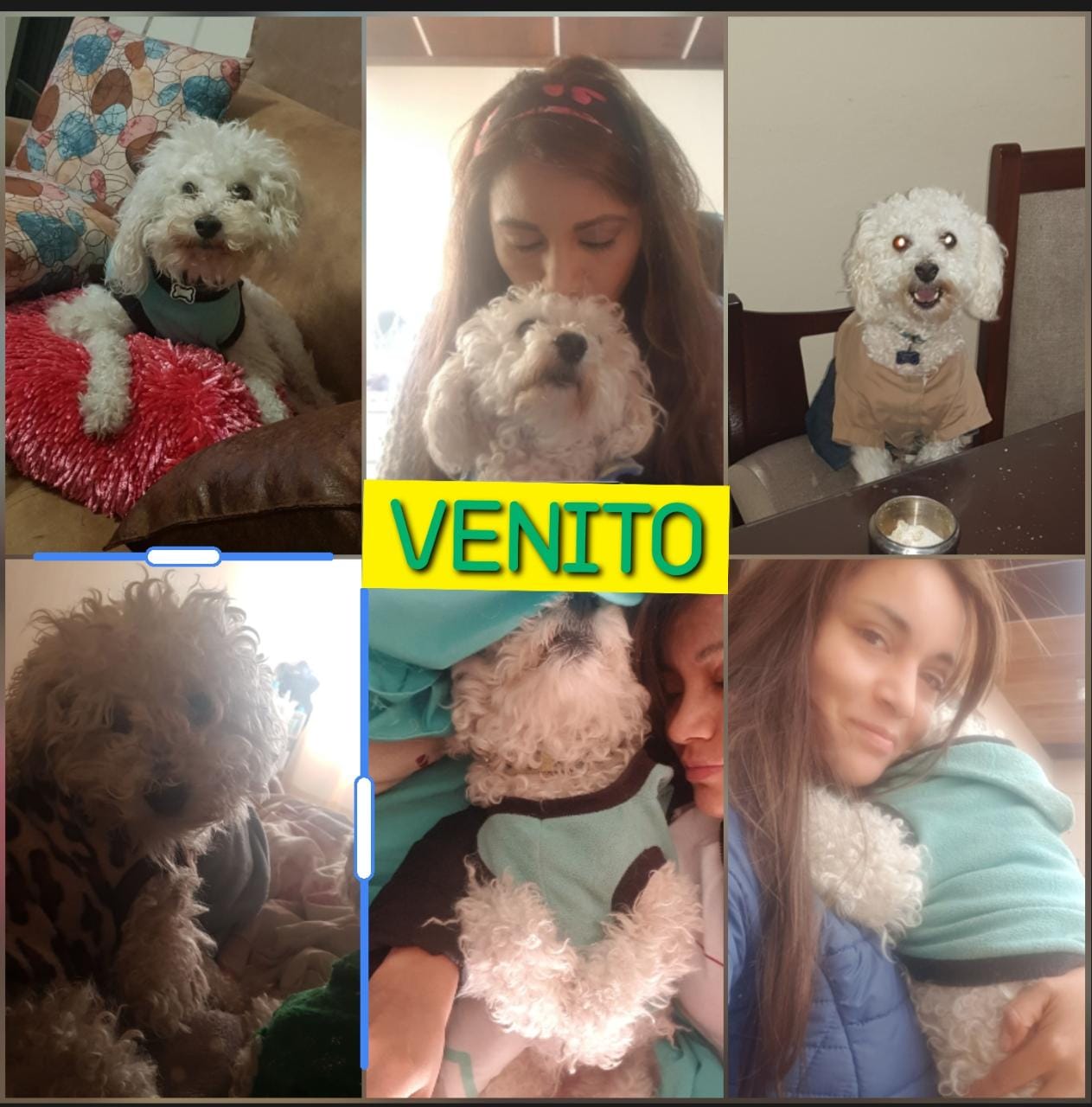 Por qué se considera que las mascotas son miembros de la familia