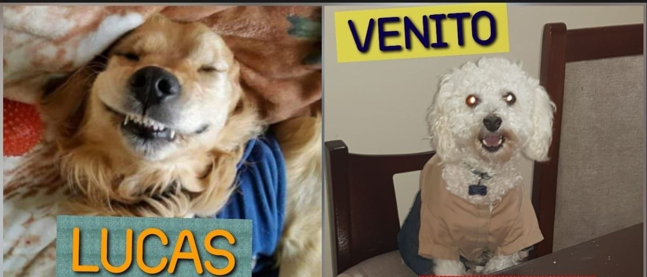 Por qué se considera que las mascotas son miembros de la familia