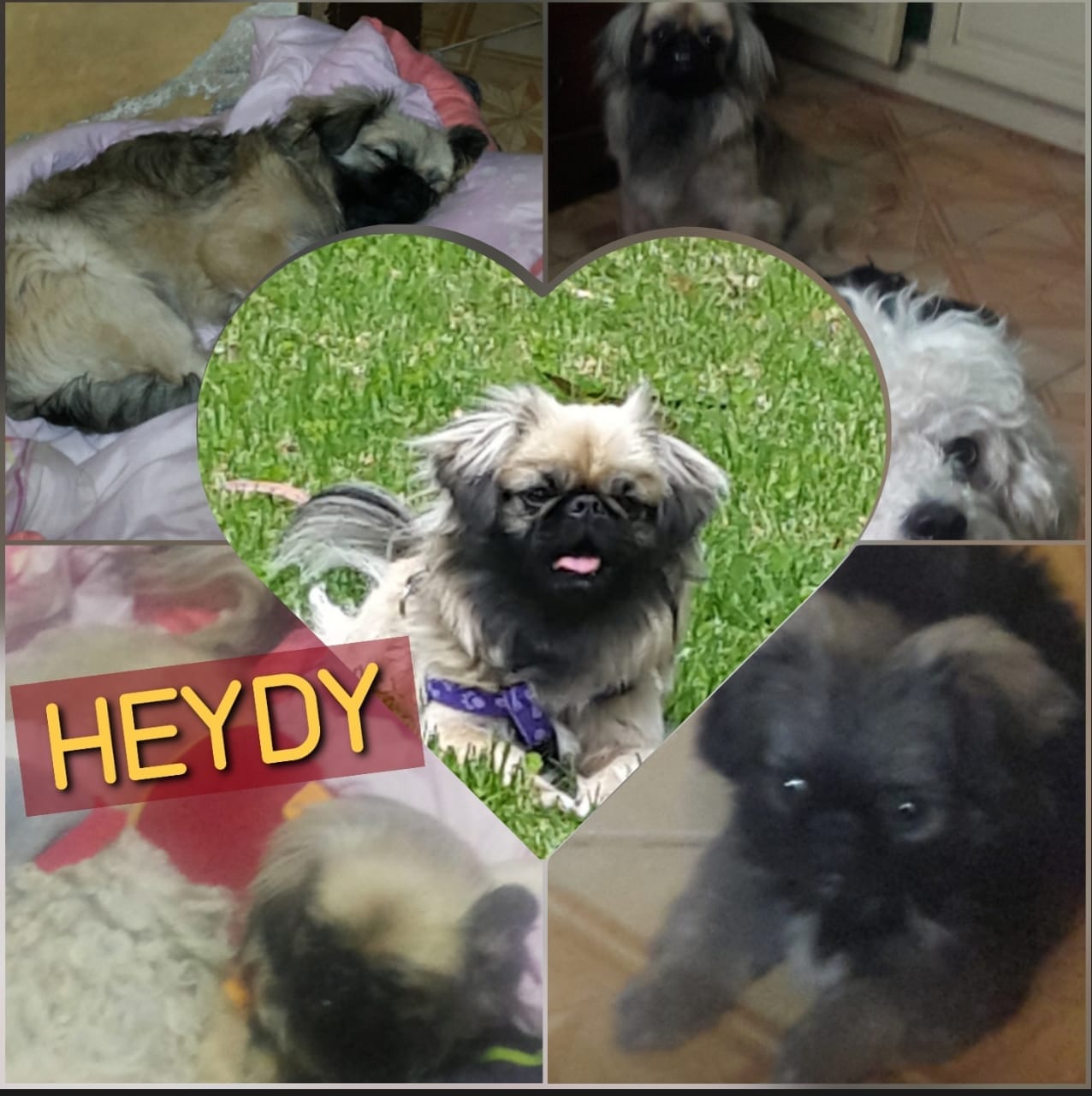 Por qué se considera que las mascotas son miembros de la familia