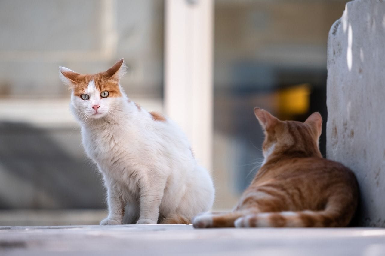 Por qué los gatos son ariscos (cómo enseñarles a cambiar)