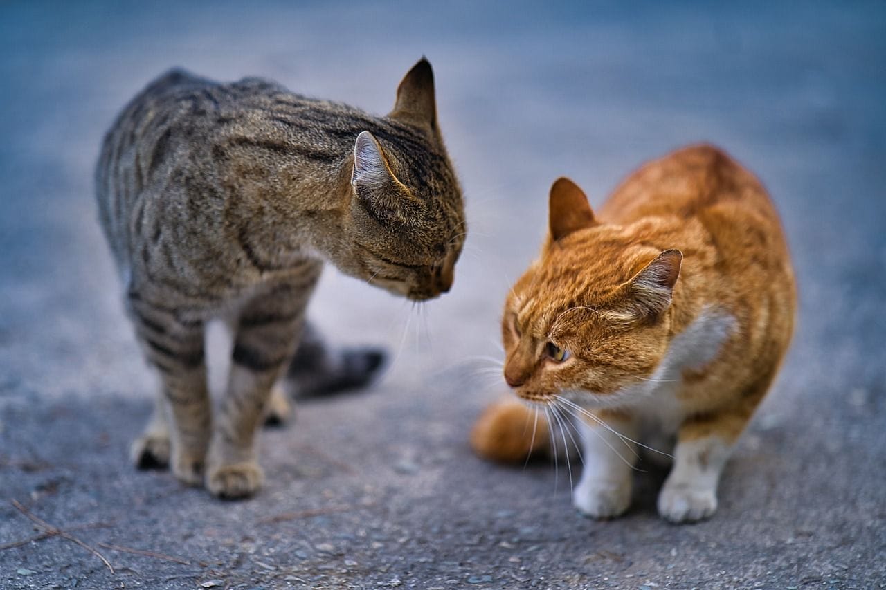El color del gato y su influencia en su forma de ser