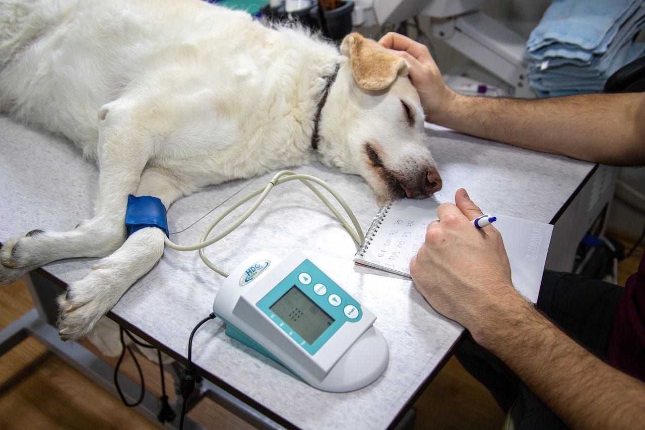 La importancia de acudir al veterinario con tu mascota